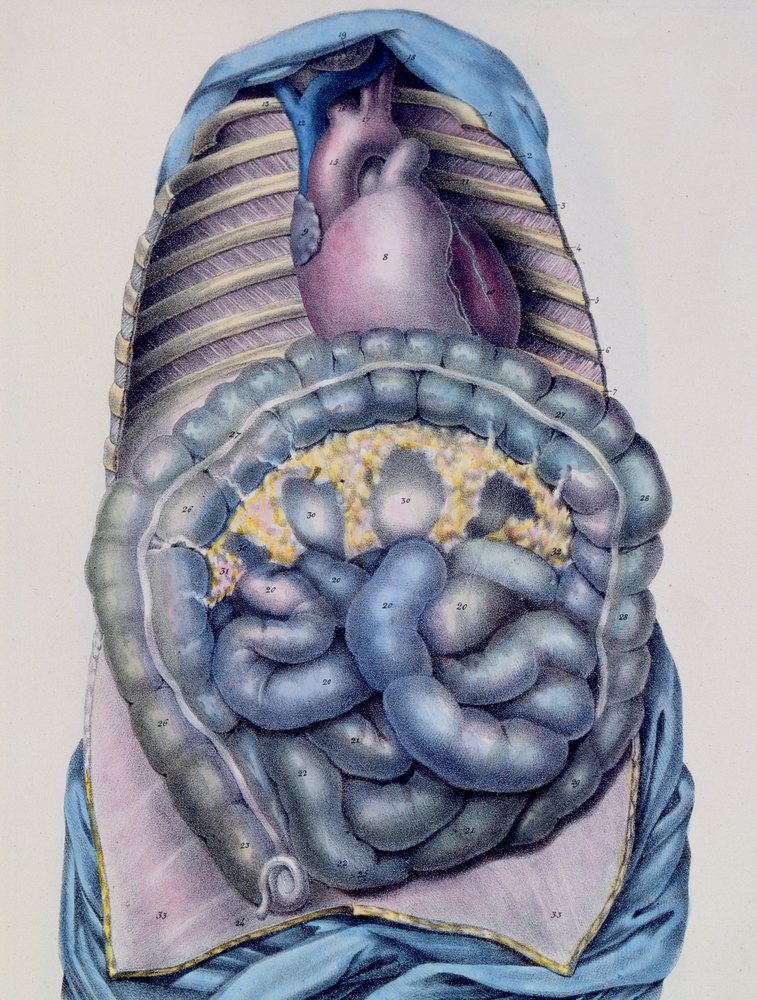 Anatomy of the large intestine, from Manuel d'Anatomie descriptive du ...
