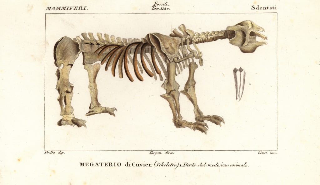 Megatherium Skeleton