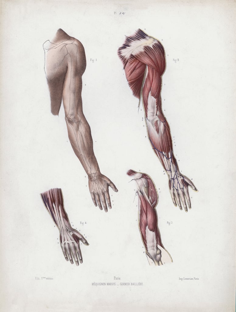 Illustration for The Anatomy of the External Forms of Man: Male arm and ...