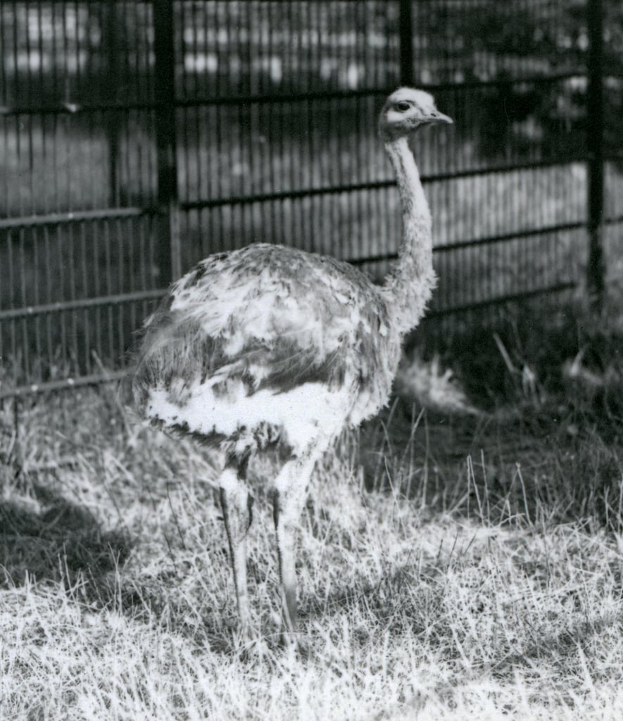 A young Darwin's/Lesser Rhea standing on grass, next to the fence of ...