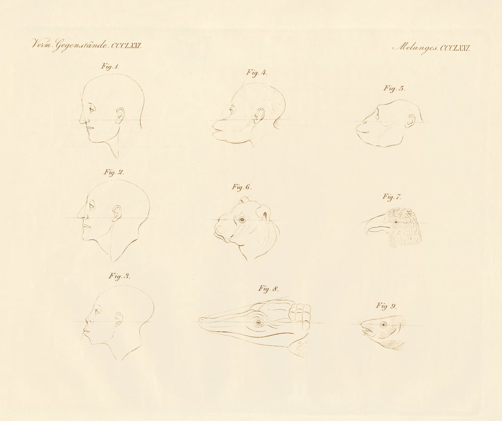 Camper's facial angles (coloured engraving) by German School