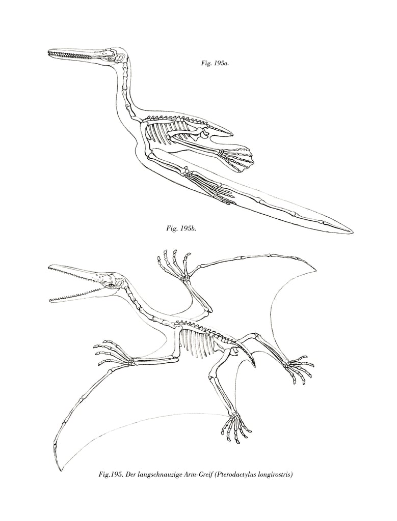 Pterodactyl Skeleton Drawing