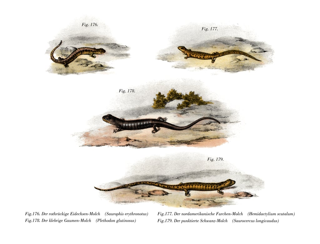 Red Backed Salamander Drawing