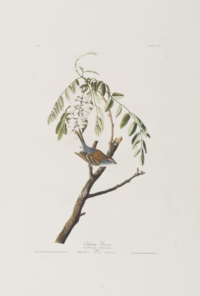 Illustration from 'Birds of America' by John James Audubon