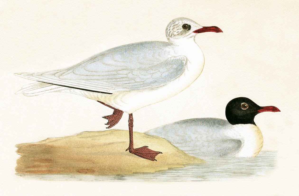 Mediterranean Black Headed Gull (illustration from 'A History of the ...
