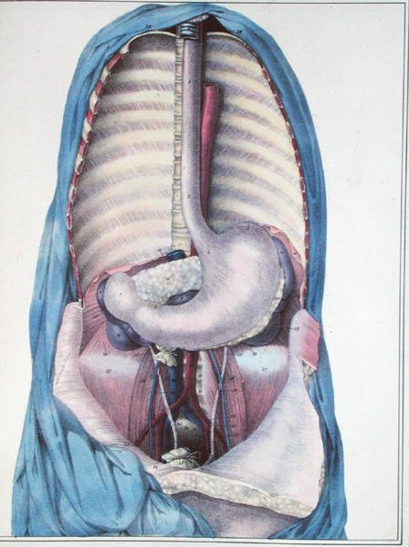 Anatomy of the oesophagus and the stomach, from 'Manuel d'Anatomie ...