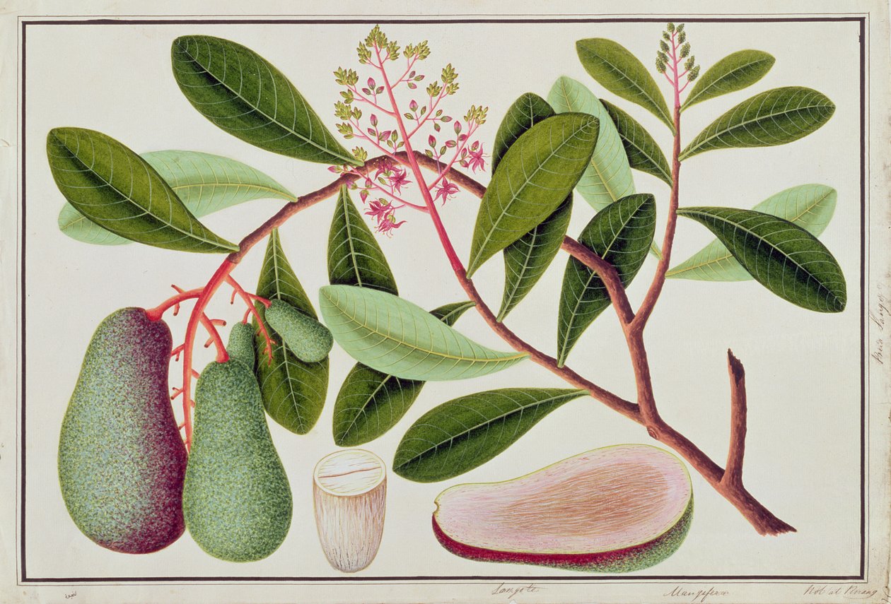 Langote or Mangifera, from Drawings of Plants from Malacca