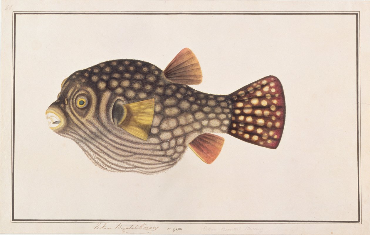 Reticulated Pufferfish, from Drawings of Fishes from Malacca, c.1805-18