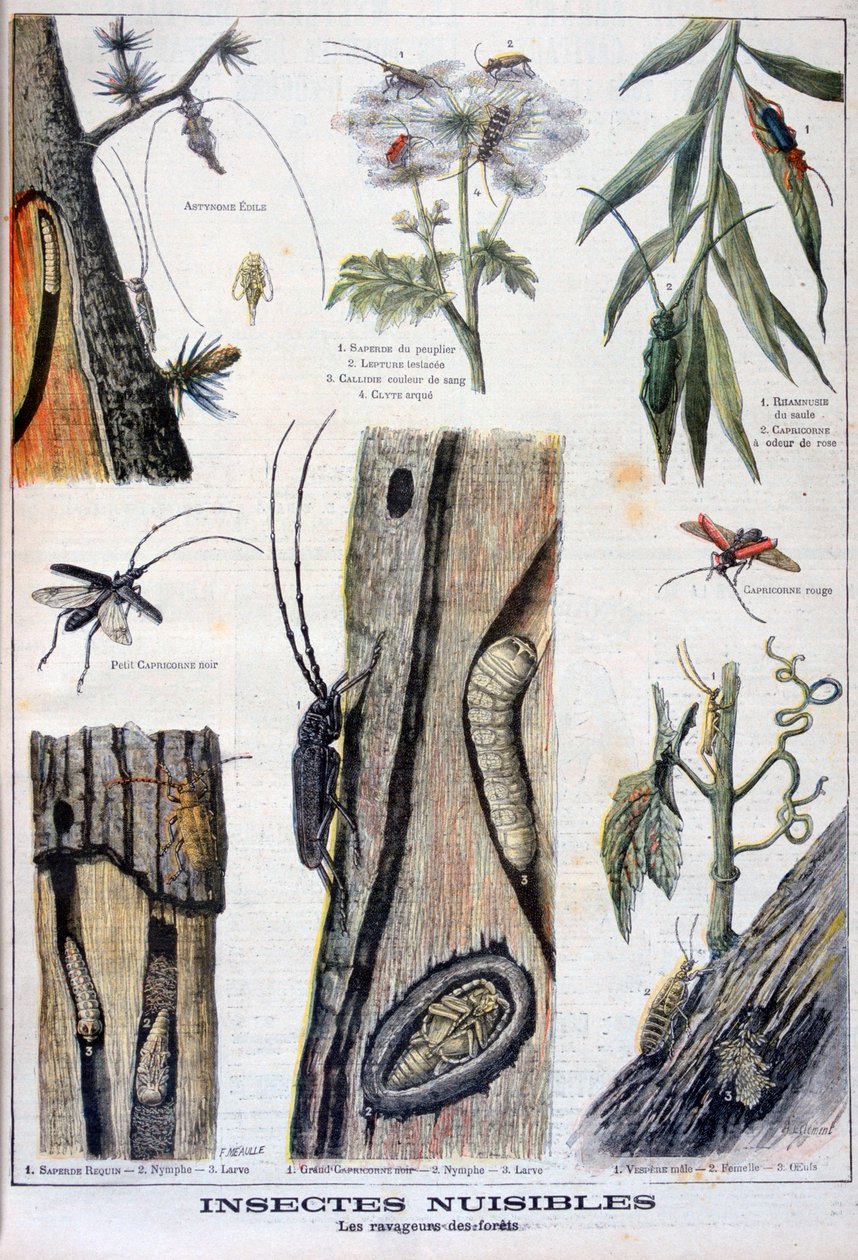 Harmful Insects that are Destructive to Forests by A Clement