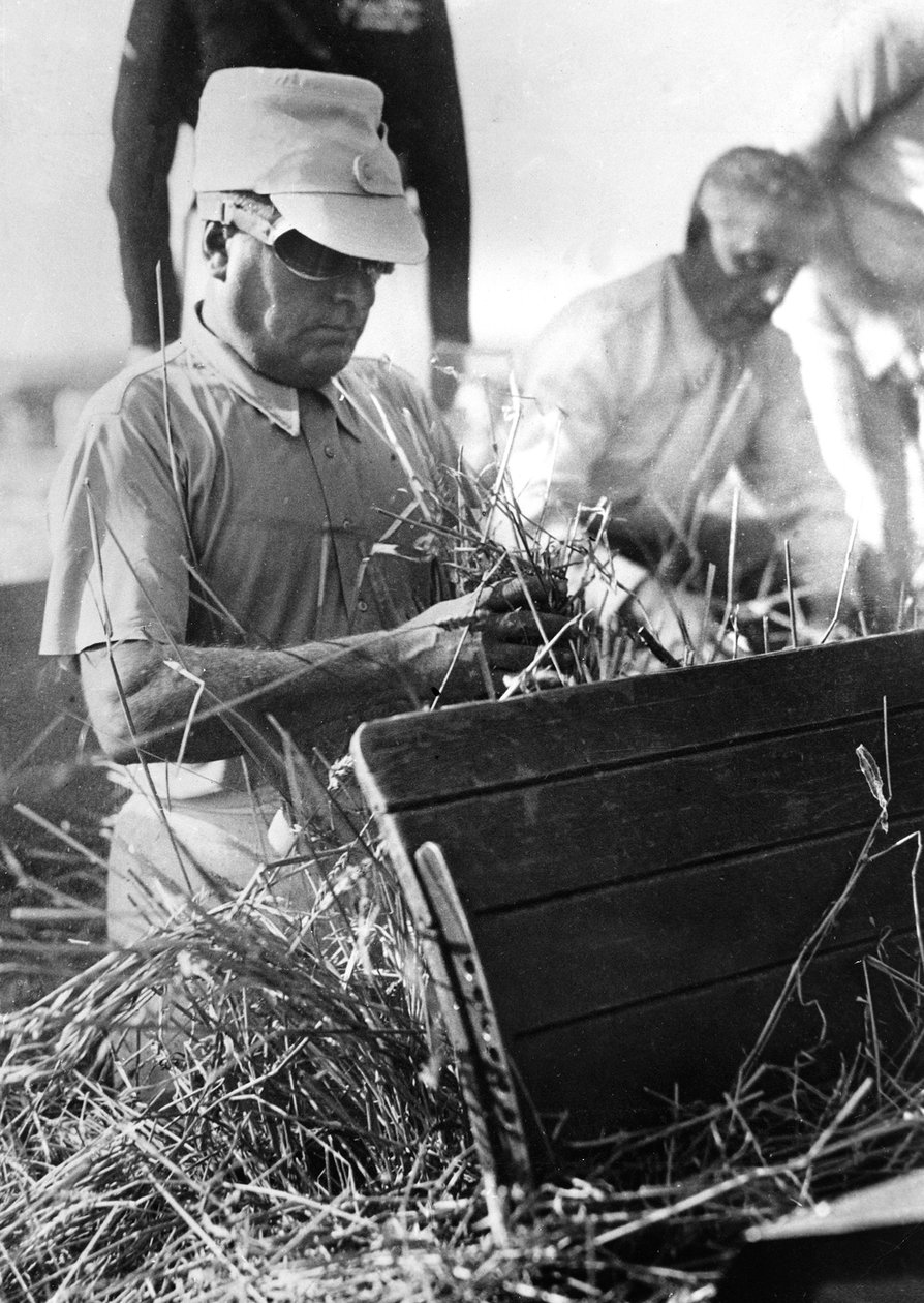 Mussolini Participating in the Wheat Harvest