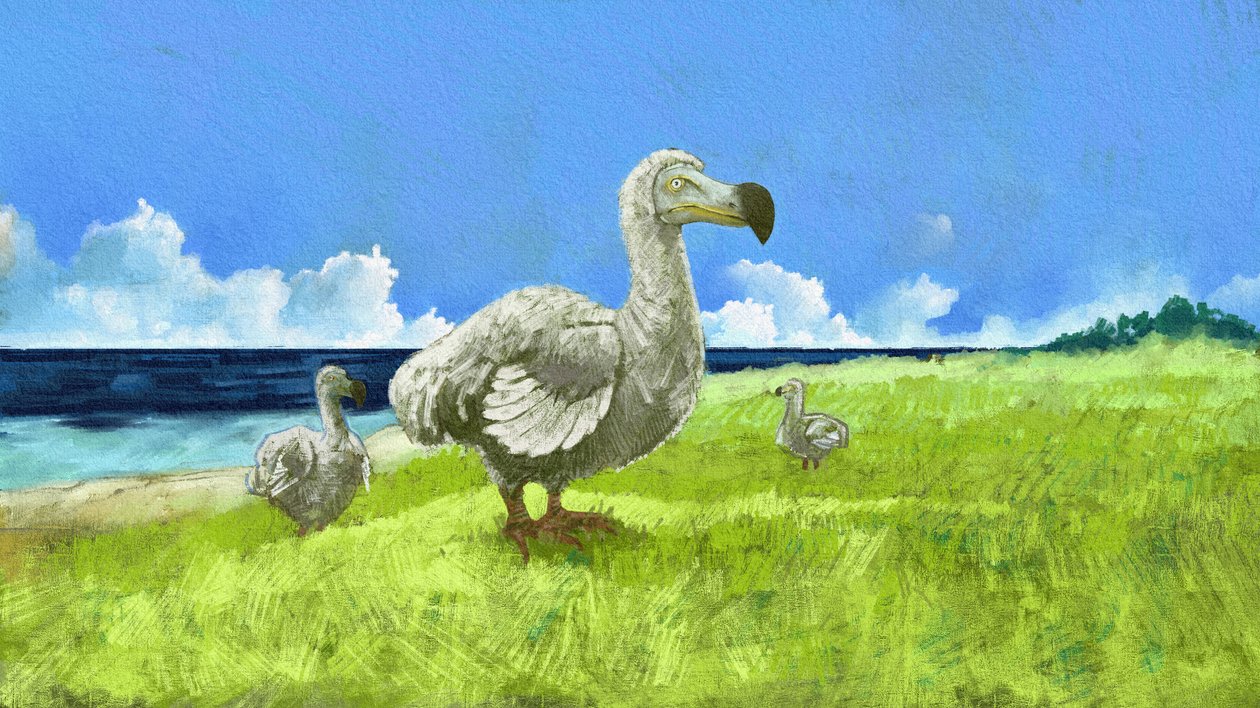 Representation of the Extinct Dodo Bird (illustration)