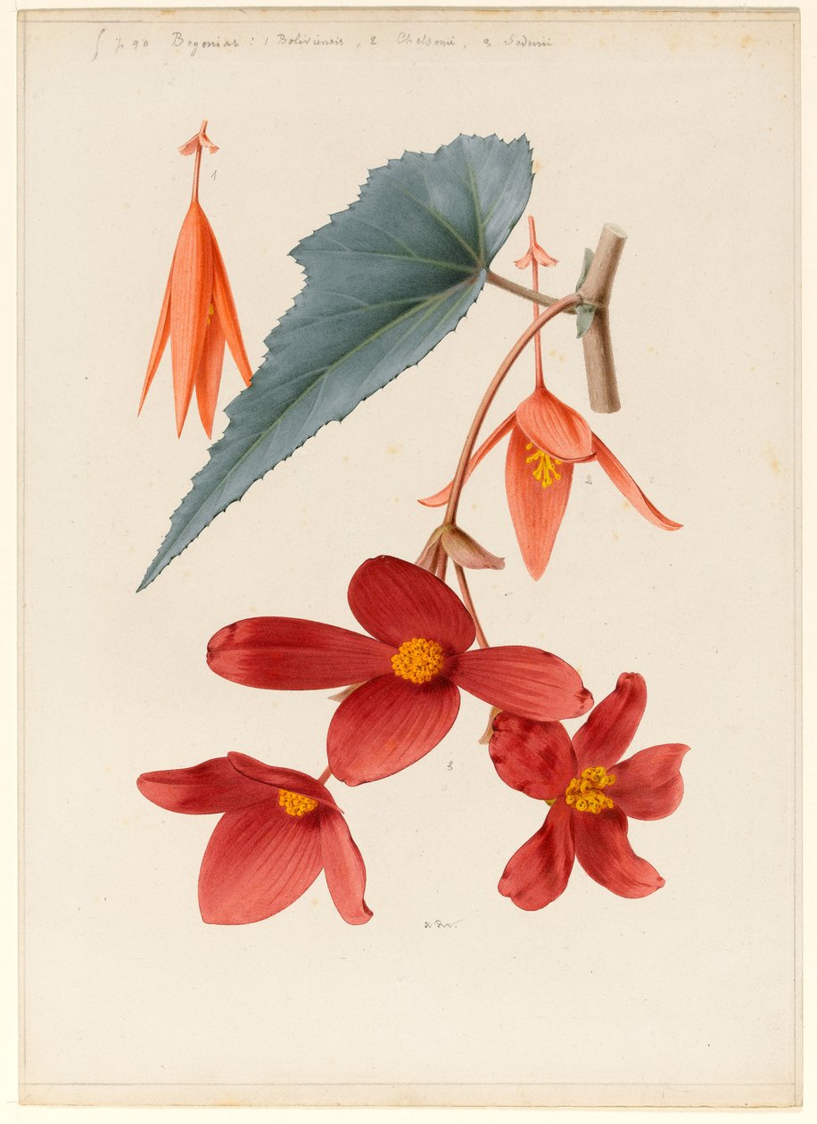 Analytical Drawing of a Flower, Leaves and a Section of Branch