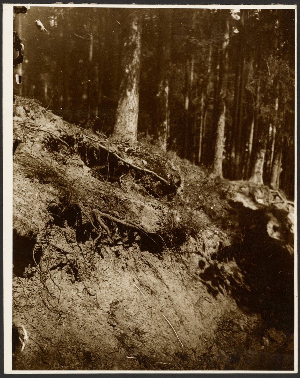 Study of Unearthed Roots of a Tree Exposed from the Side of a Hill