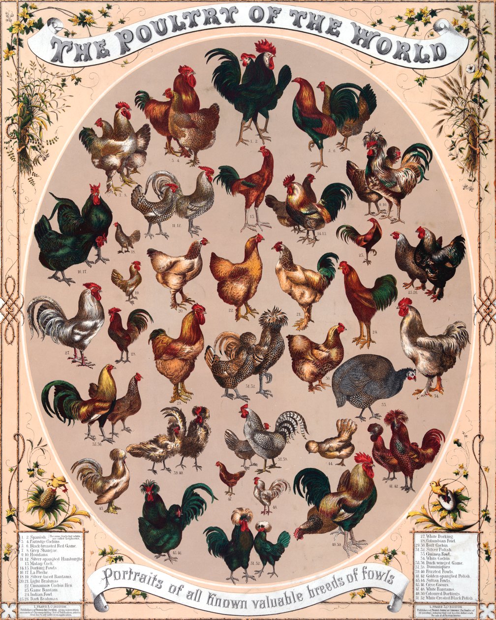 Poultry of the World Poster by American School