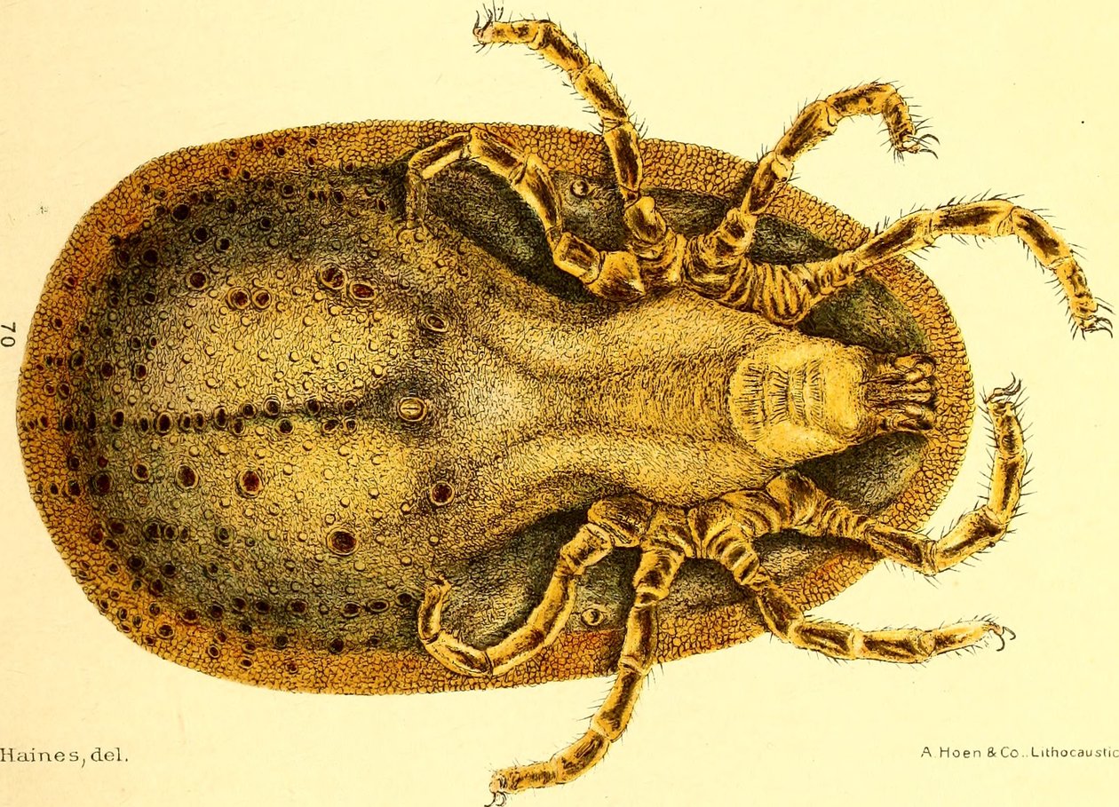Ventral view of Argus Miniatus, illustration from 'Cattle ticks ...
