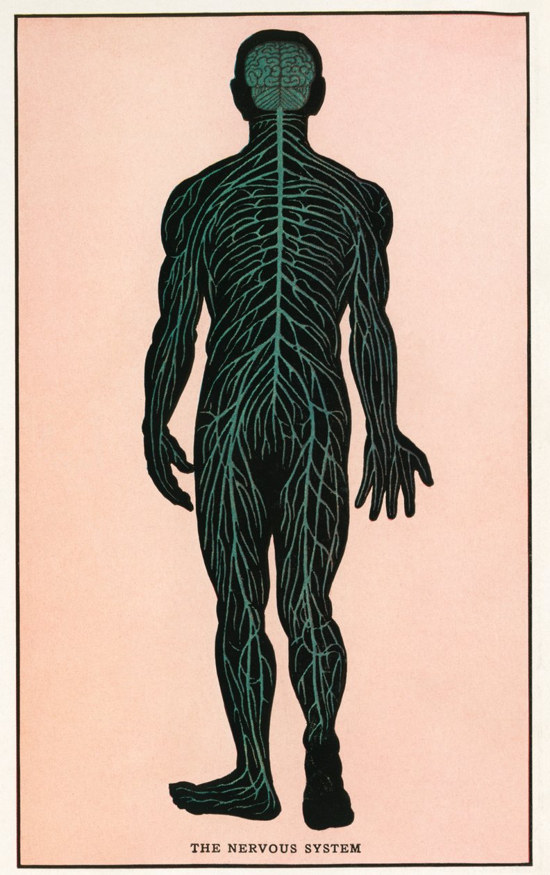 Vintage Anatomical Print of the Human Nervous System