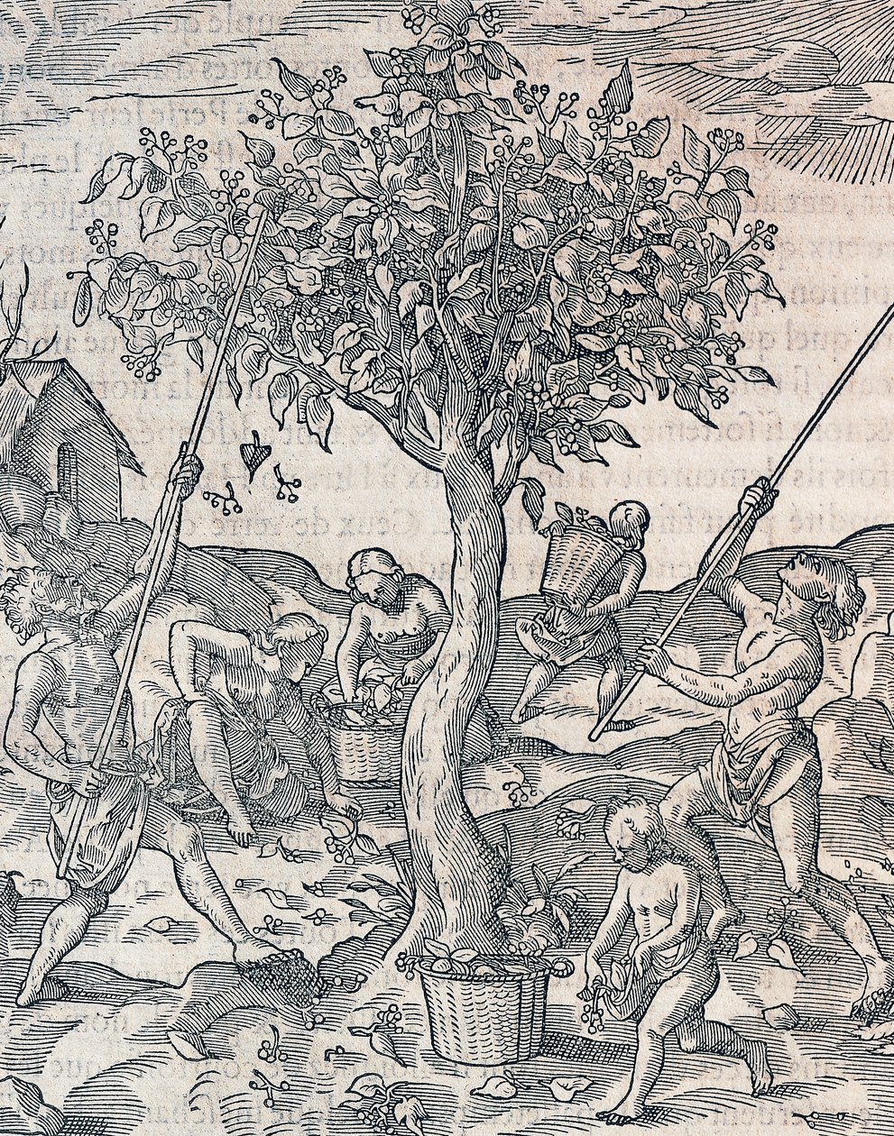 Harvesting of pepper on island of Java, engraving from Universal Cosmology