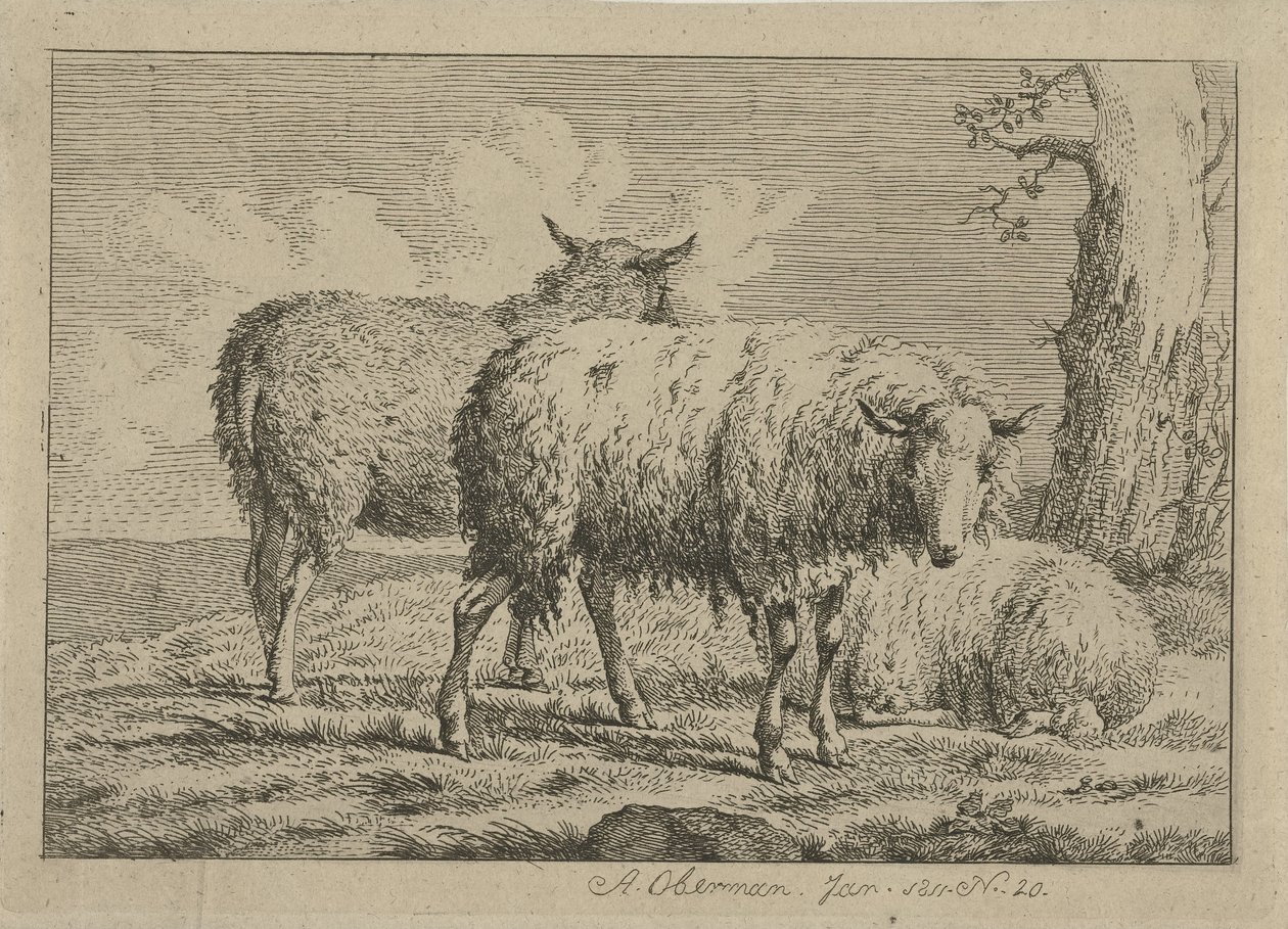 Three Sheep by a Tree by Anthony Oberman: Fine art print