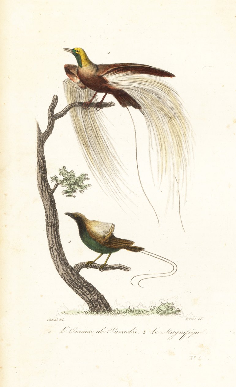 Bird Of Paradise Animal Drawing