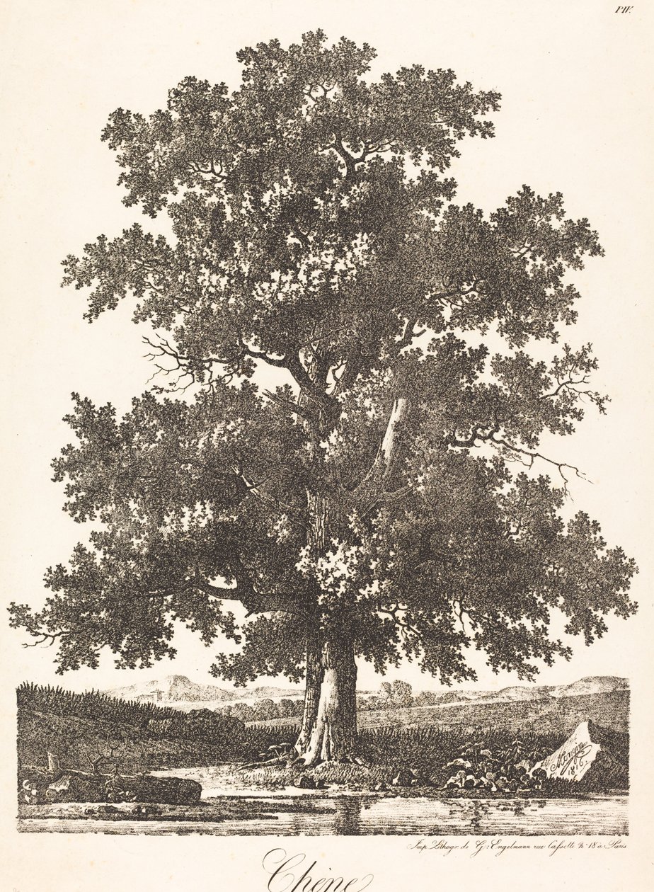 Oak Tree by Antoine Pierre Mongin: Buy fine art print