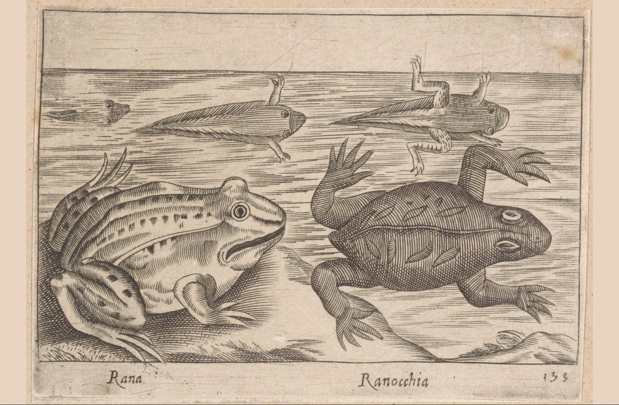 Five Stages of a Frog (Animals and Fabulous Creatures, Nova raccolta de ...