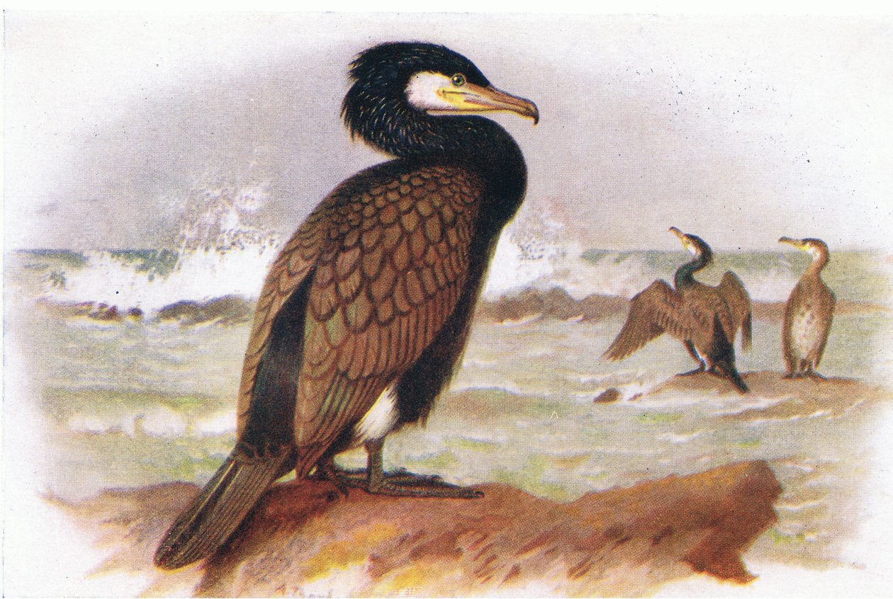 Cormorant by Archibald Thorburn: Buy fine art print