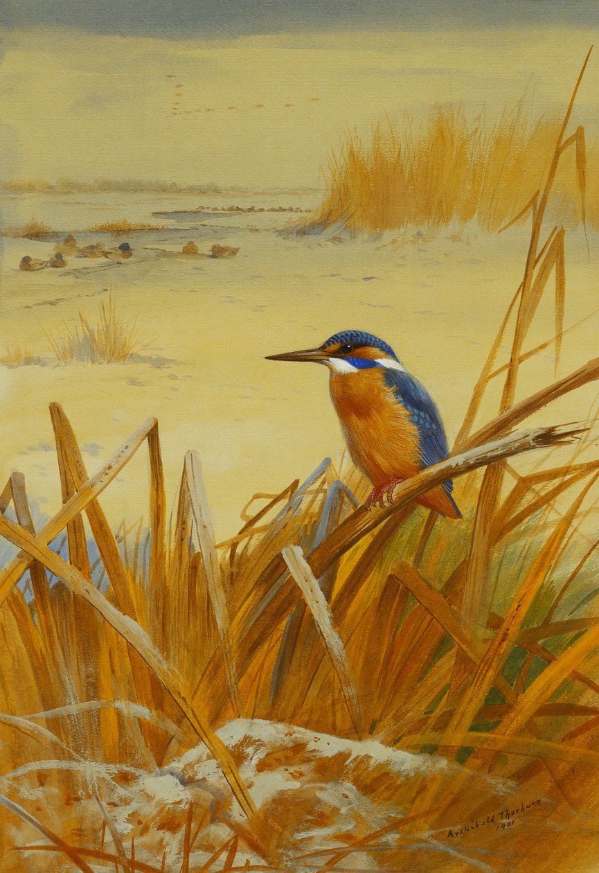 A Kingfisher Amongst Reeds in Winter by Archibald Thorburn