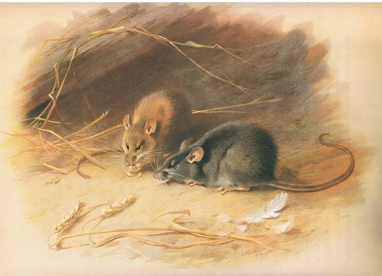 Alexandrine Rat and Black Rat, from Thorburn's Mammals
