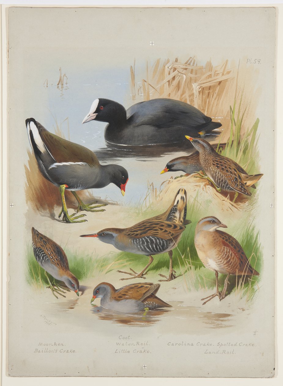 Coot, moorhen, crakes and rails, c.1915 (watercolor & bodycolour over pencil on board)
