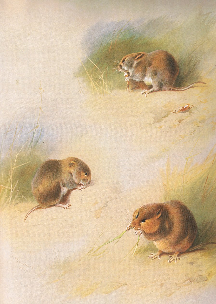 Field Vole, Bank Vole and Orkney Vole, from Thorburn's Mammals