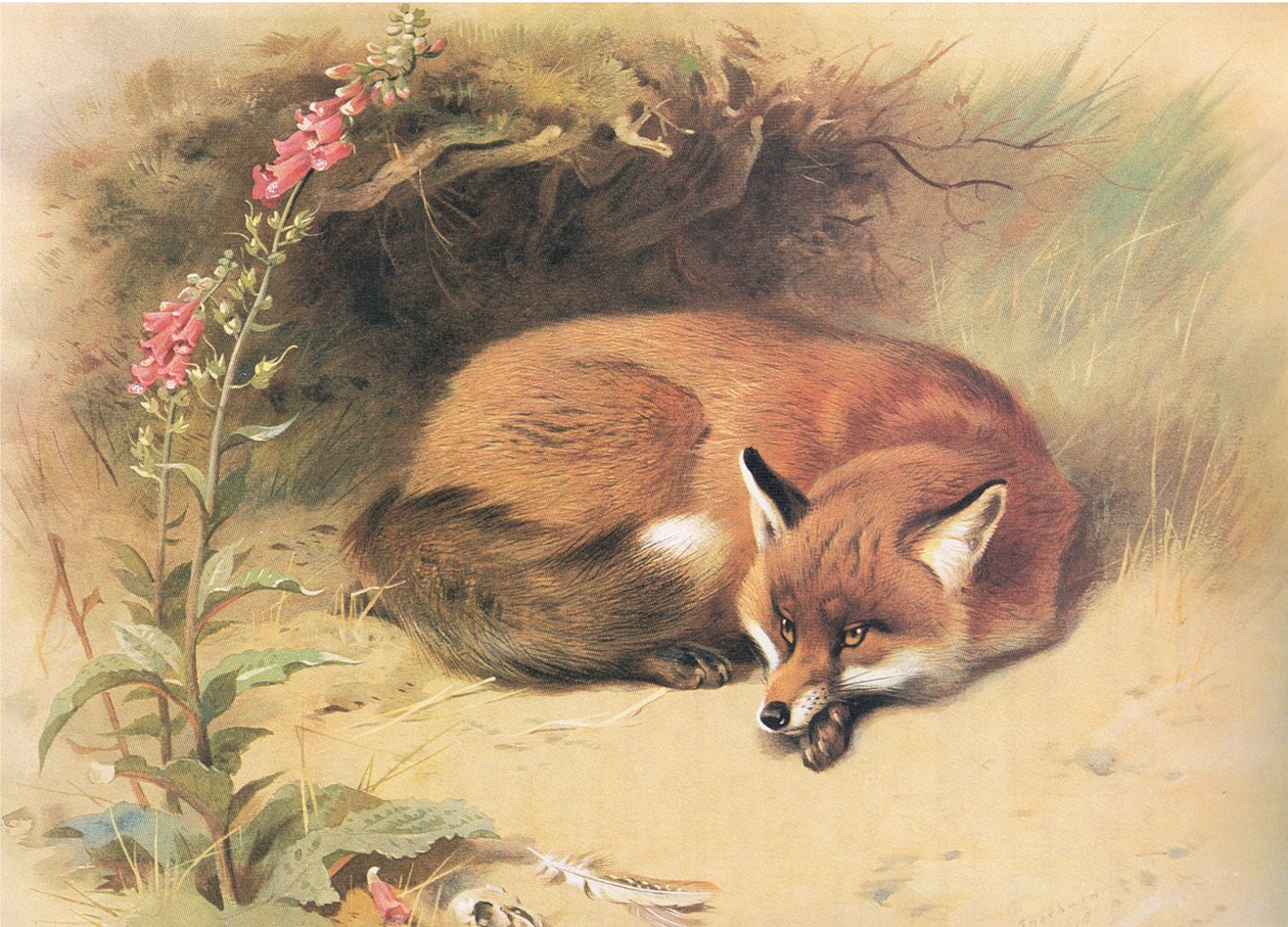 Fox with Foxgloves, from Thorburn's Mammals