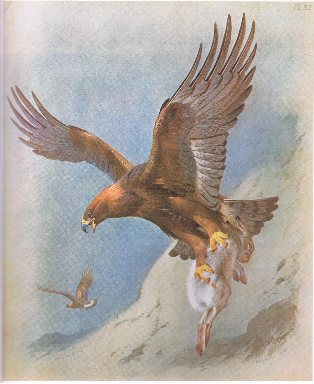 Golden Eagle and Mountain Hare by Archibald Thorburn