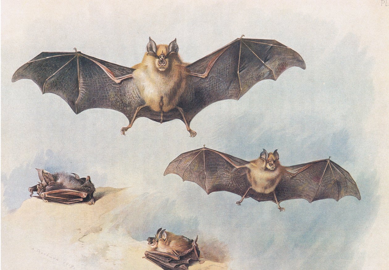 Lesser Horseshoe Bat and Greater Horseshoe Bat, from Thorburn's Mammals