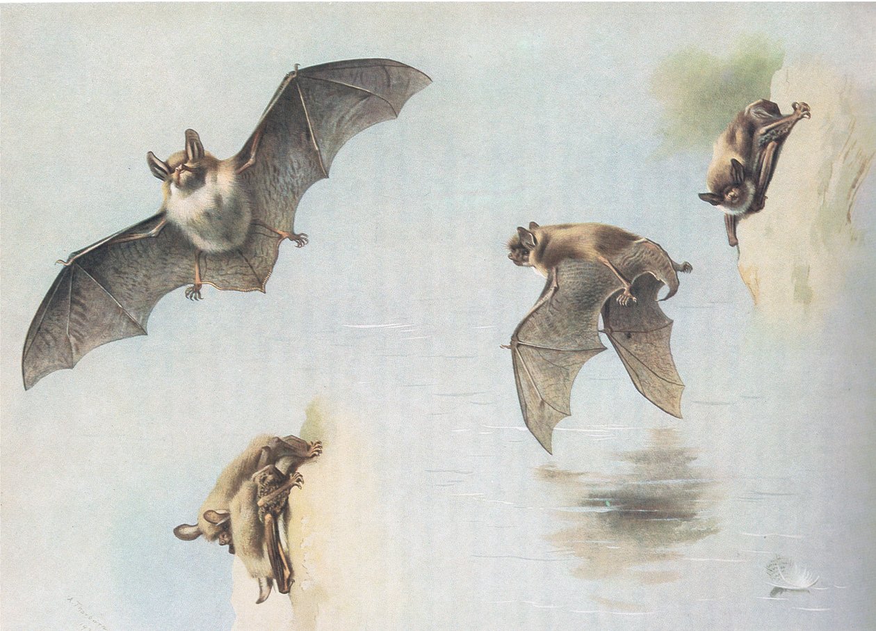 Natterer's Bat and Daubenton's Bat, from Thorburn's Mammals