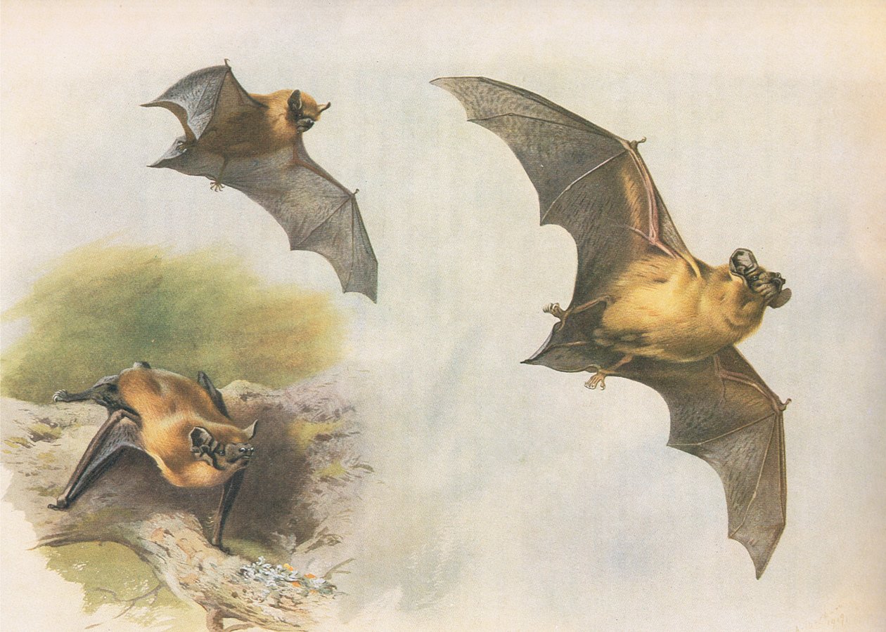 Pipistrelle or Common Bat, from Thorburn's Mammals