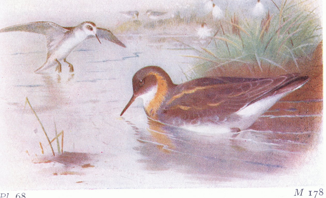 Red Necked Phalarope (summer and autumn), from Birds of the British ...