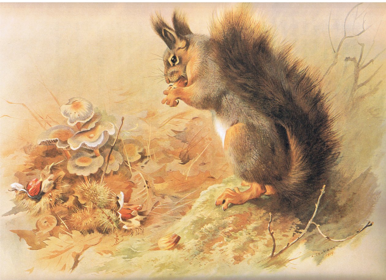 Red Squirrel, from Thorburn's Mammals published by Longmans and Co, c. 1920