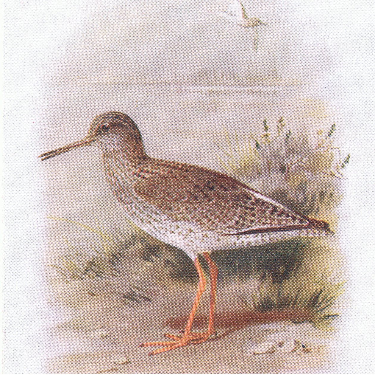 Redshank, from Birds of the British Isles and Their Eggs