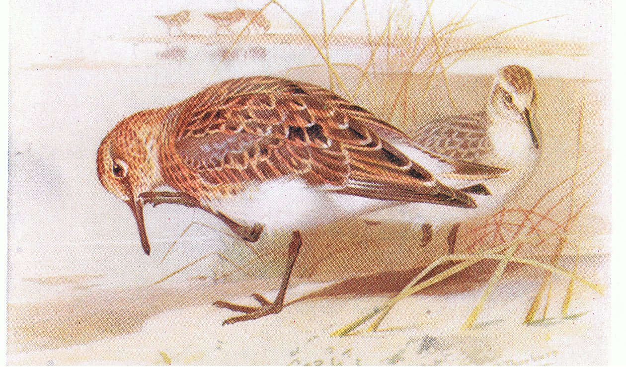 Sanderling, from Birds of the British Isles and Their Eggs