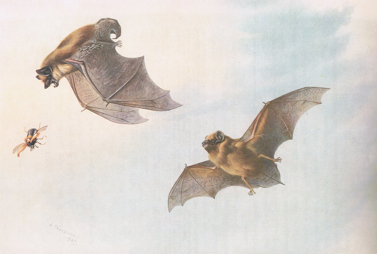 Serotine and Leisler's Bat, from Thorburn's Mammals