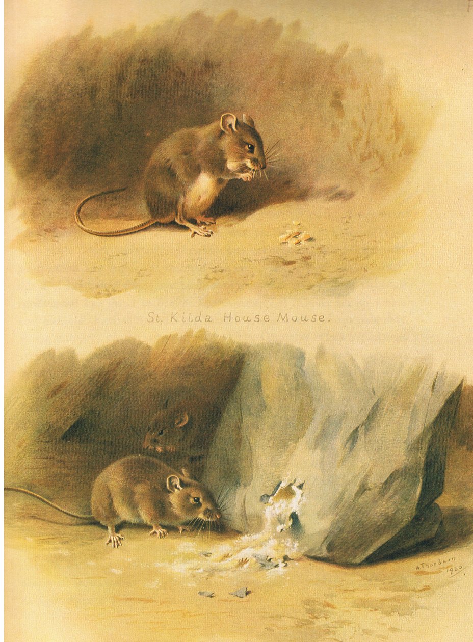 St Kilda House Mouse and Common Mouse, from Thorburn's Mammals