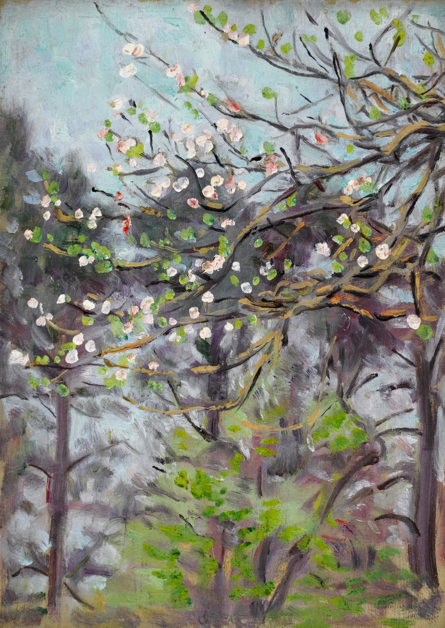 Cherry Tree in Blossom with Pine Trees in Background