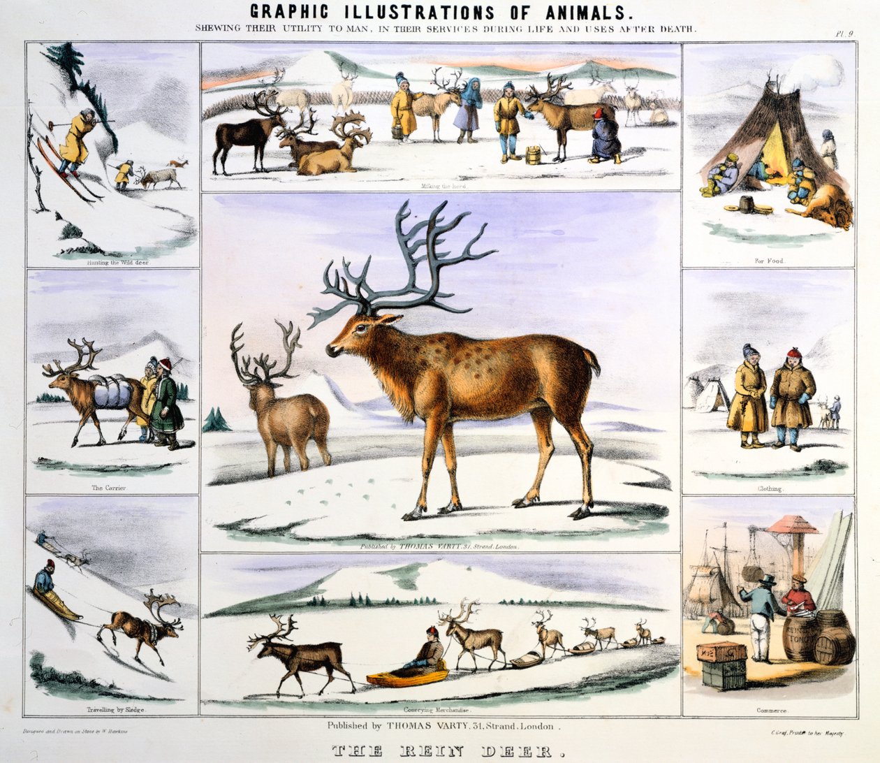 The Reindeer by Benjamin Waterhouse Hawkins