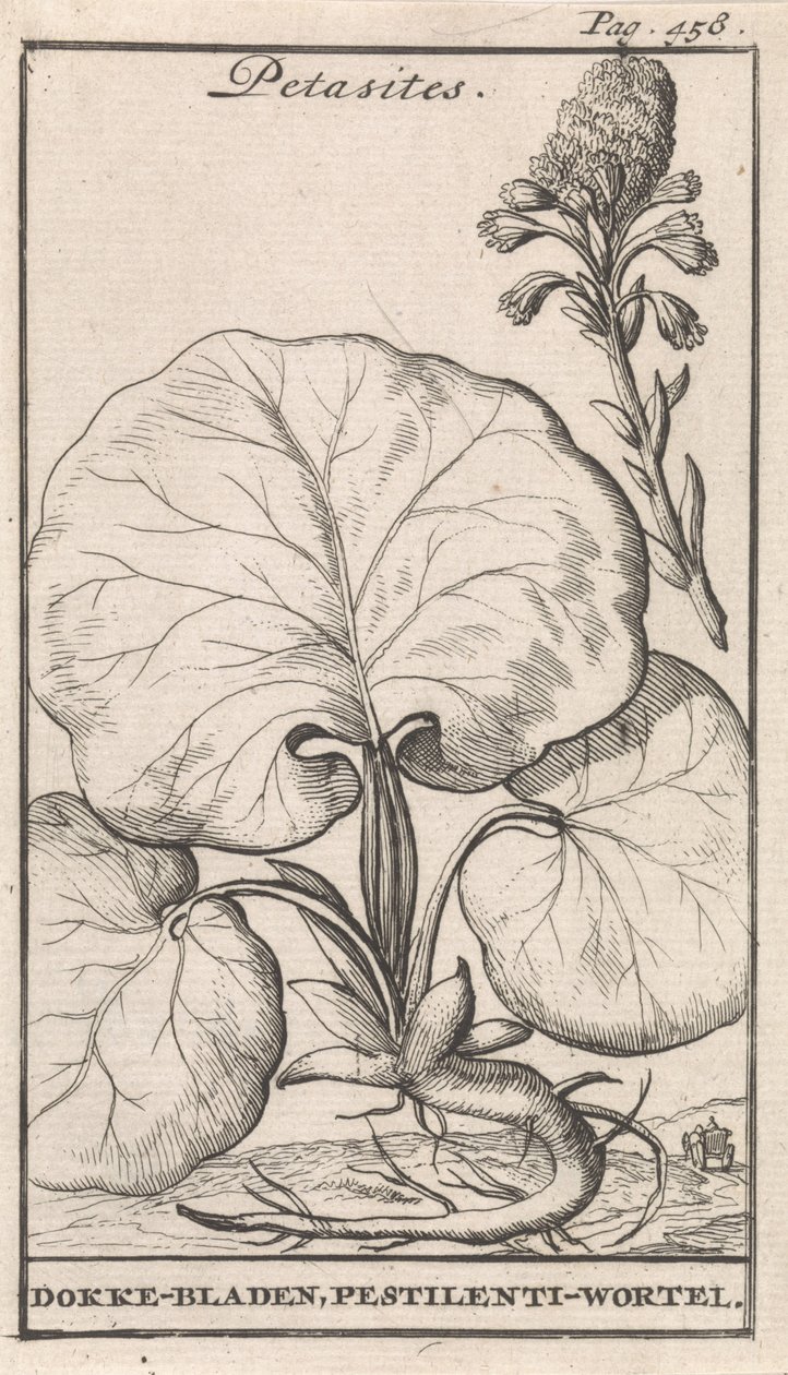 Petasites by Caspar Luyken: Premium art reproduction
