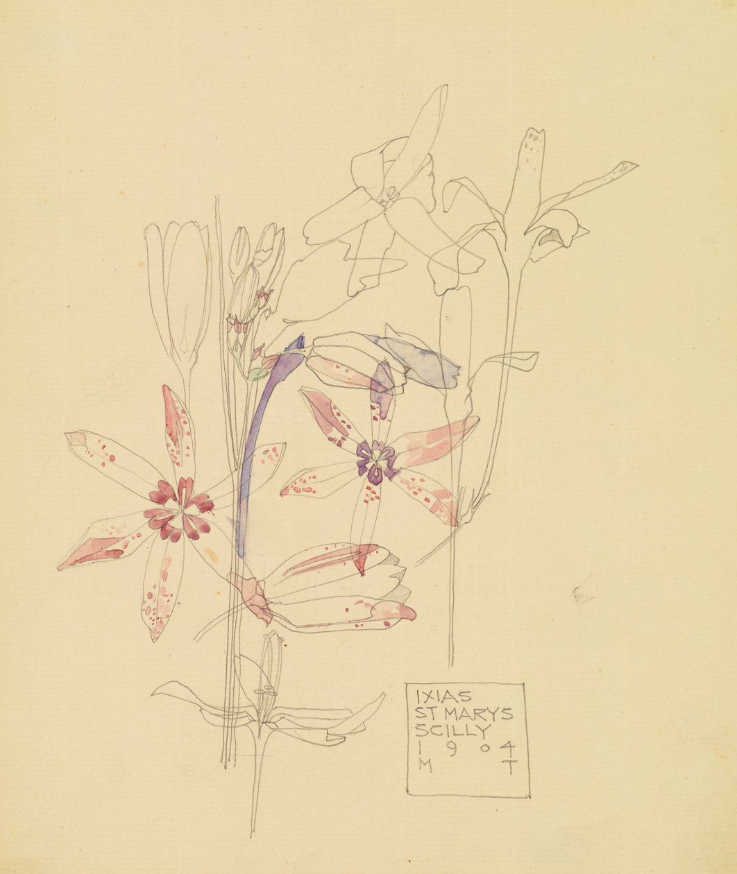 Ixias by Charles Rennie Mackintosh: Premium art reproduction