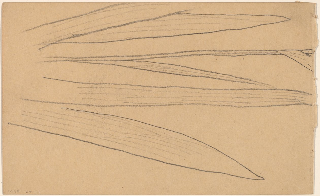 Study of a Flower [verso] by Charles Sprague Pearce