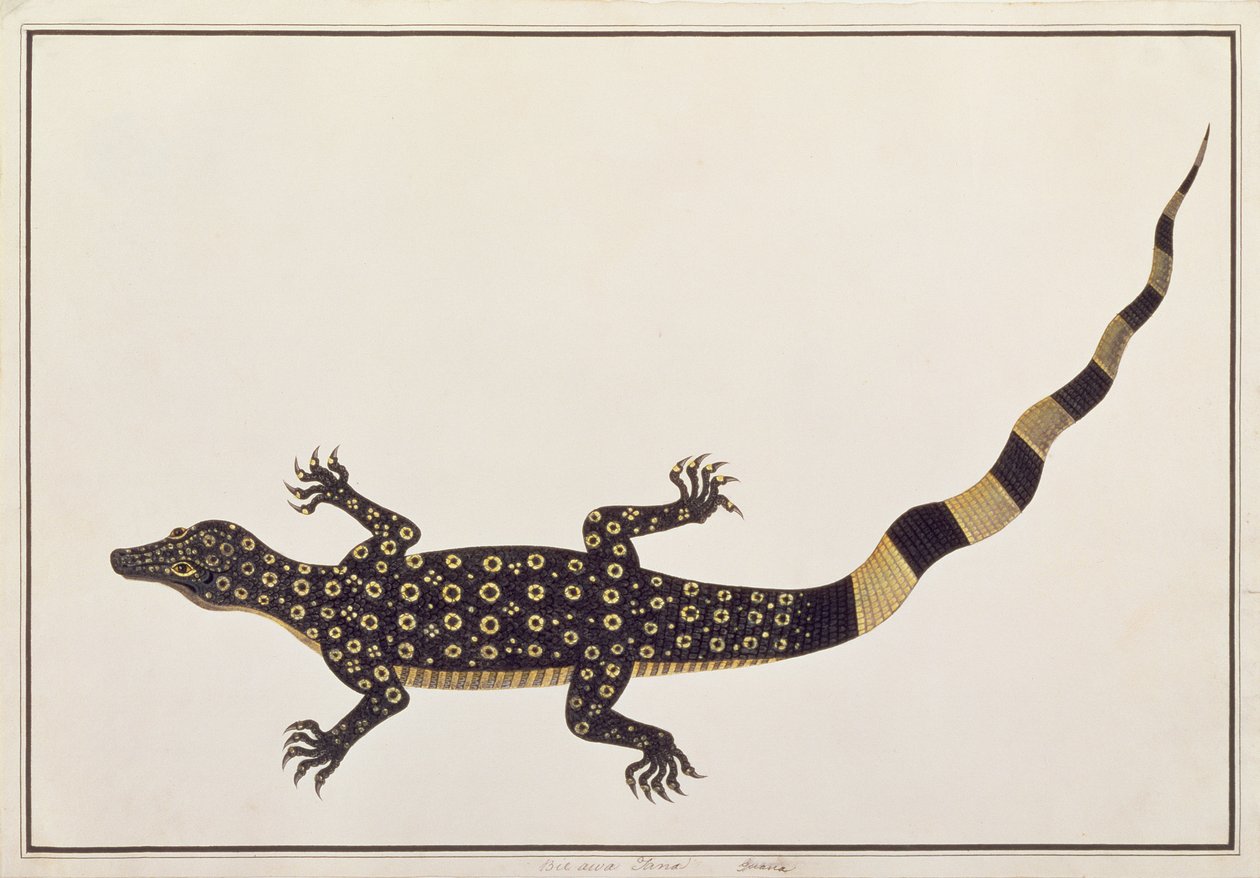 Guana, Bie awa Tana, from Drawings of Animals, Insects and Reptiles ...