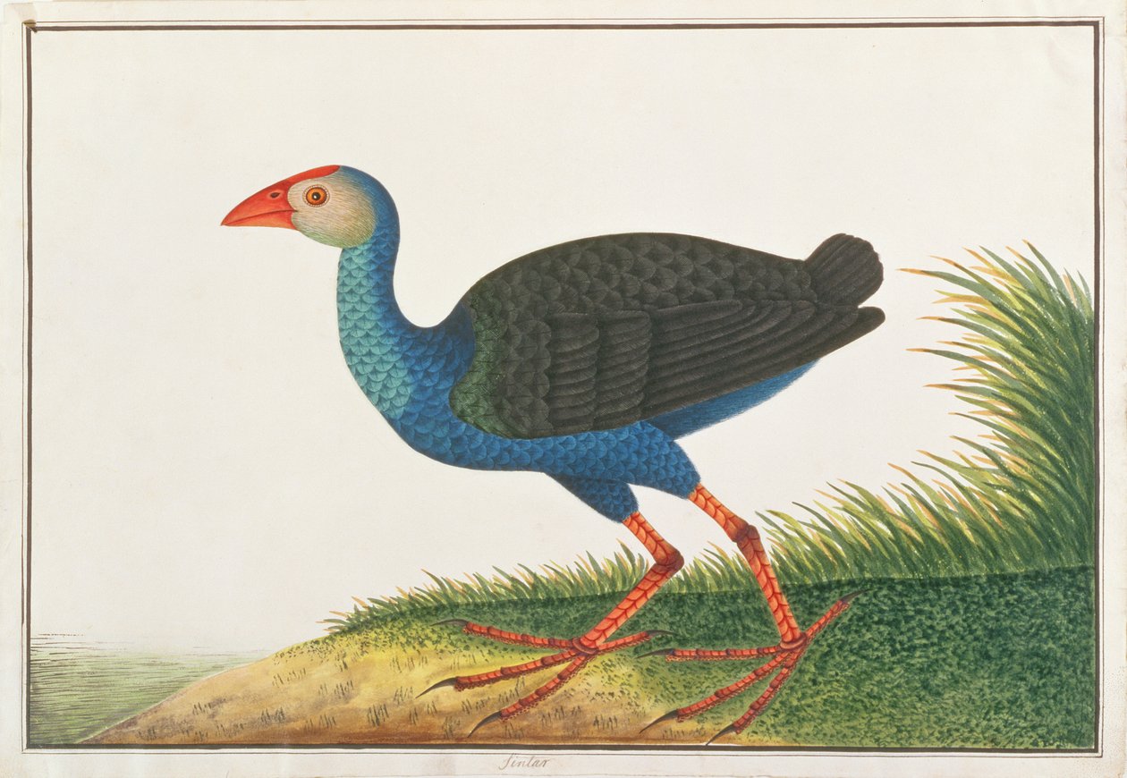 Purple Swamphen, from Drawings of Birds from Malacca
