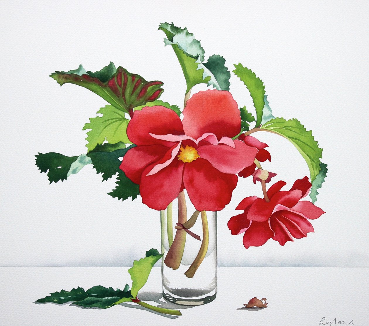 Scarlet Begonia Drawing Scarlet Double Begonia | Holland Bulb Farms