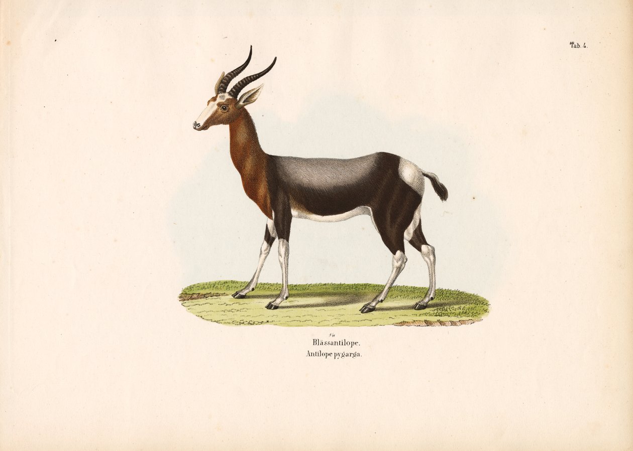 Bontebok by Conrad Kull: Highest-quality art reproduction